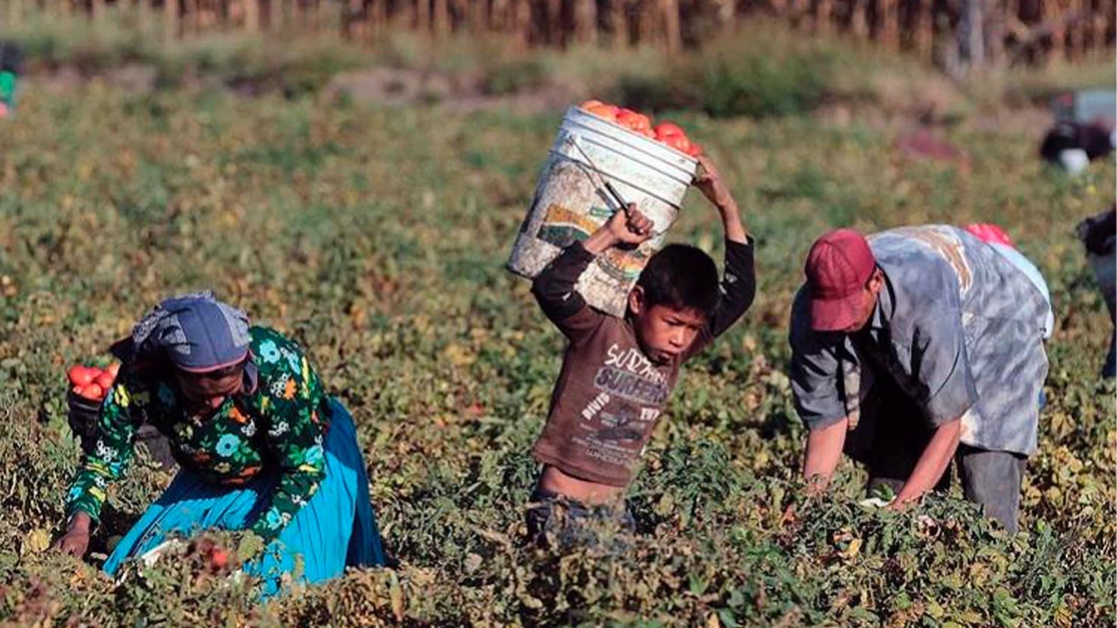12 de junio, Día Mundial contra el Trabajo Infantil | Diario El Norte ...