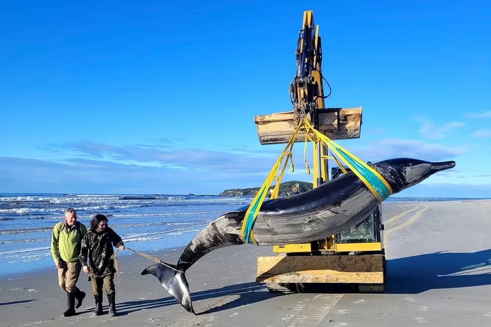 Ballena varada en Nueva Zelanda podría dar pistas sobre la especie más ...